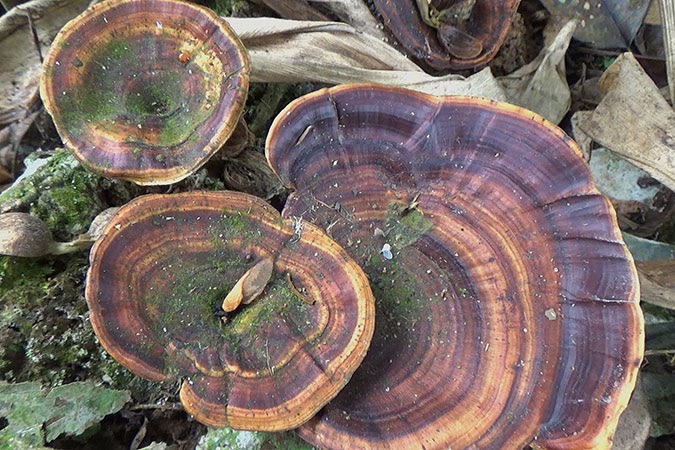 Yellow stemmed micropore (Microporus xanthopus)