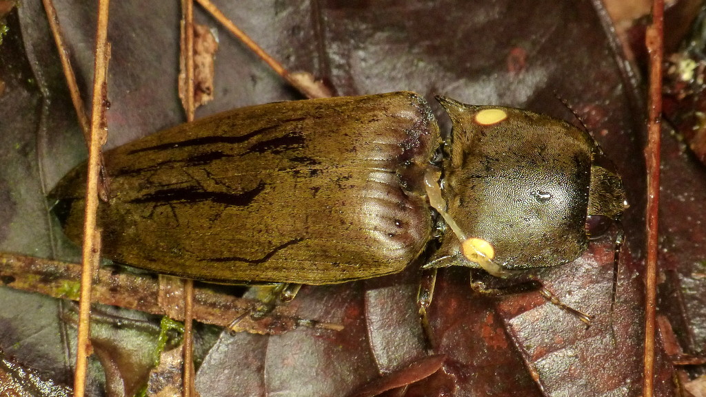 Catalogue of Organisms: Click! Goes the Beetle