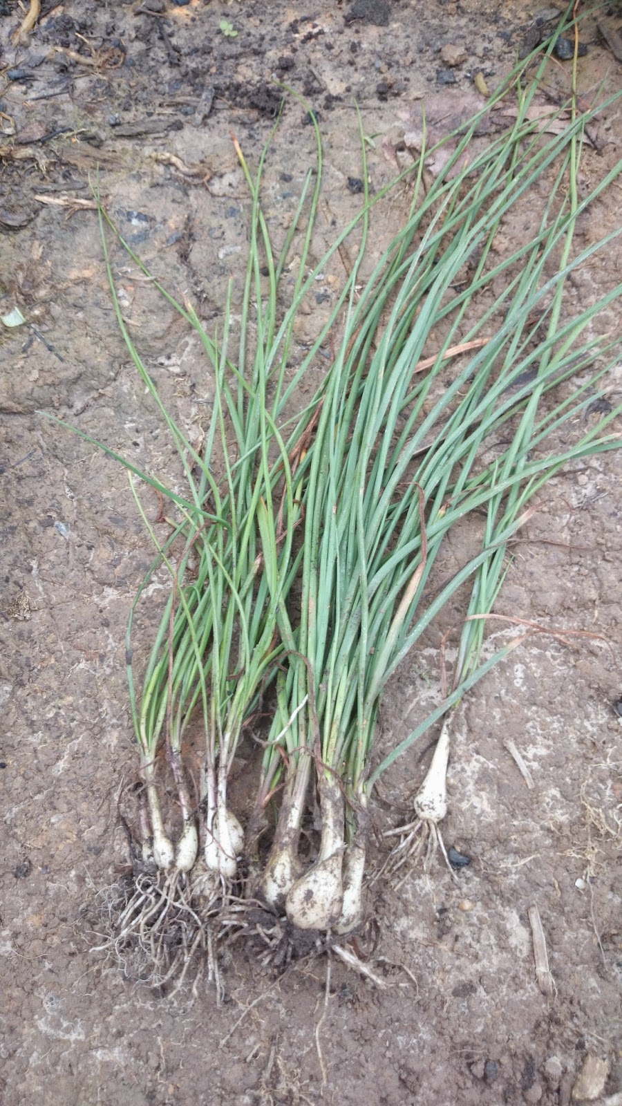 CARA MENANAM BAWANG LOSUN - Rangkuman Cara Bertanam Lengkap