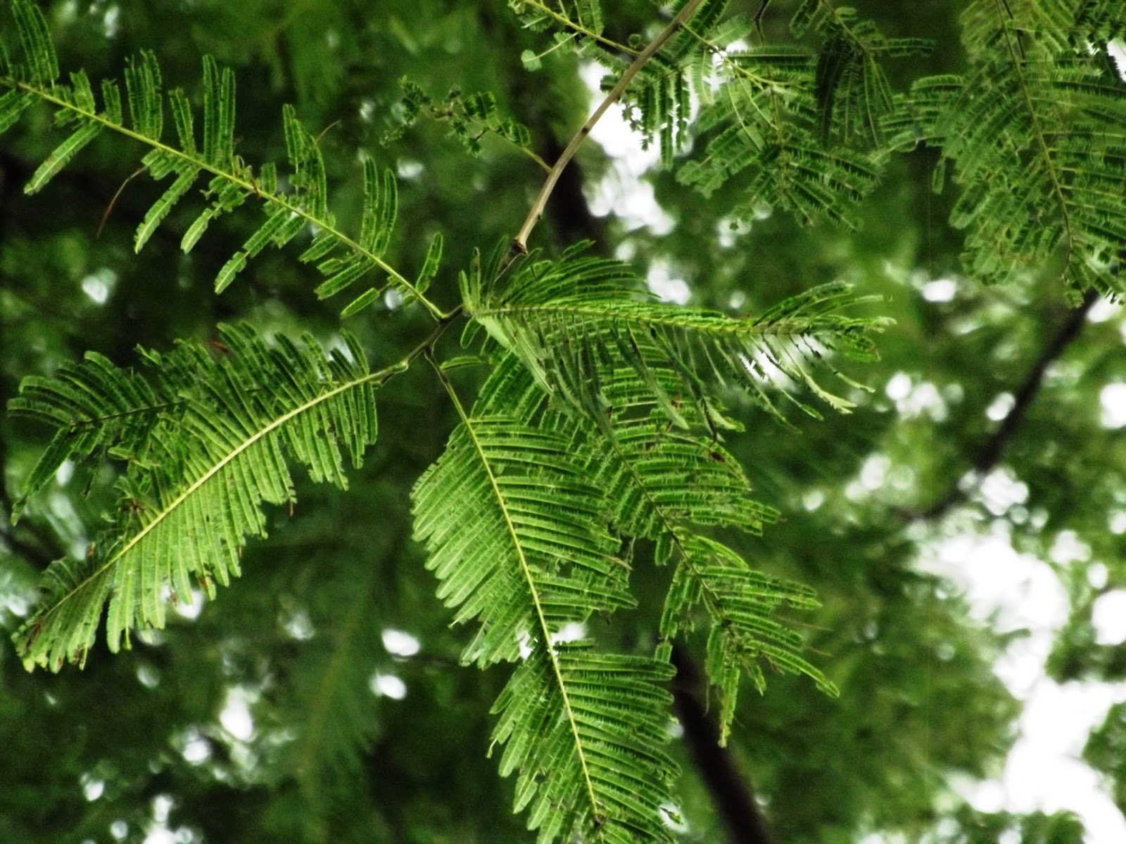 natureza selvagem: Angico-vermelho