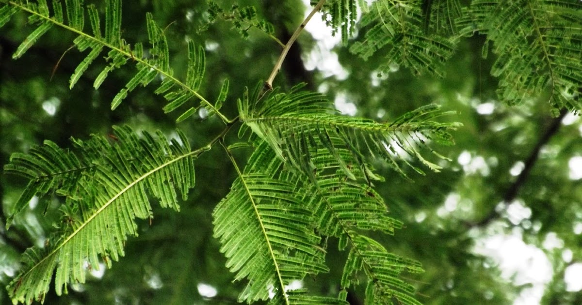 natureza selvagem: Angico-vermelho