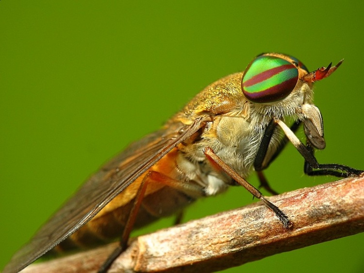 Dom Escobar: Curiosidades sobre as moscas que você provavelmente não sabia