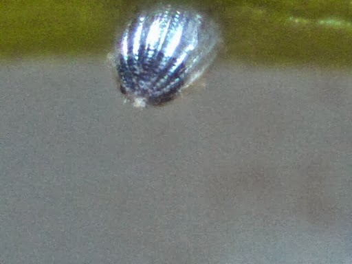 Aloha Windmill Farms: October 2013