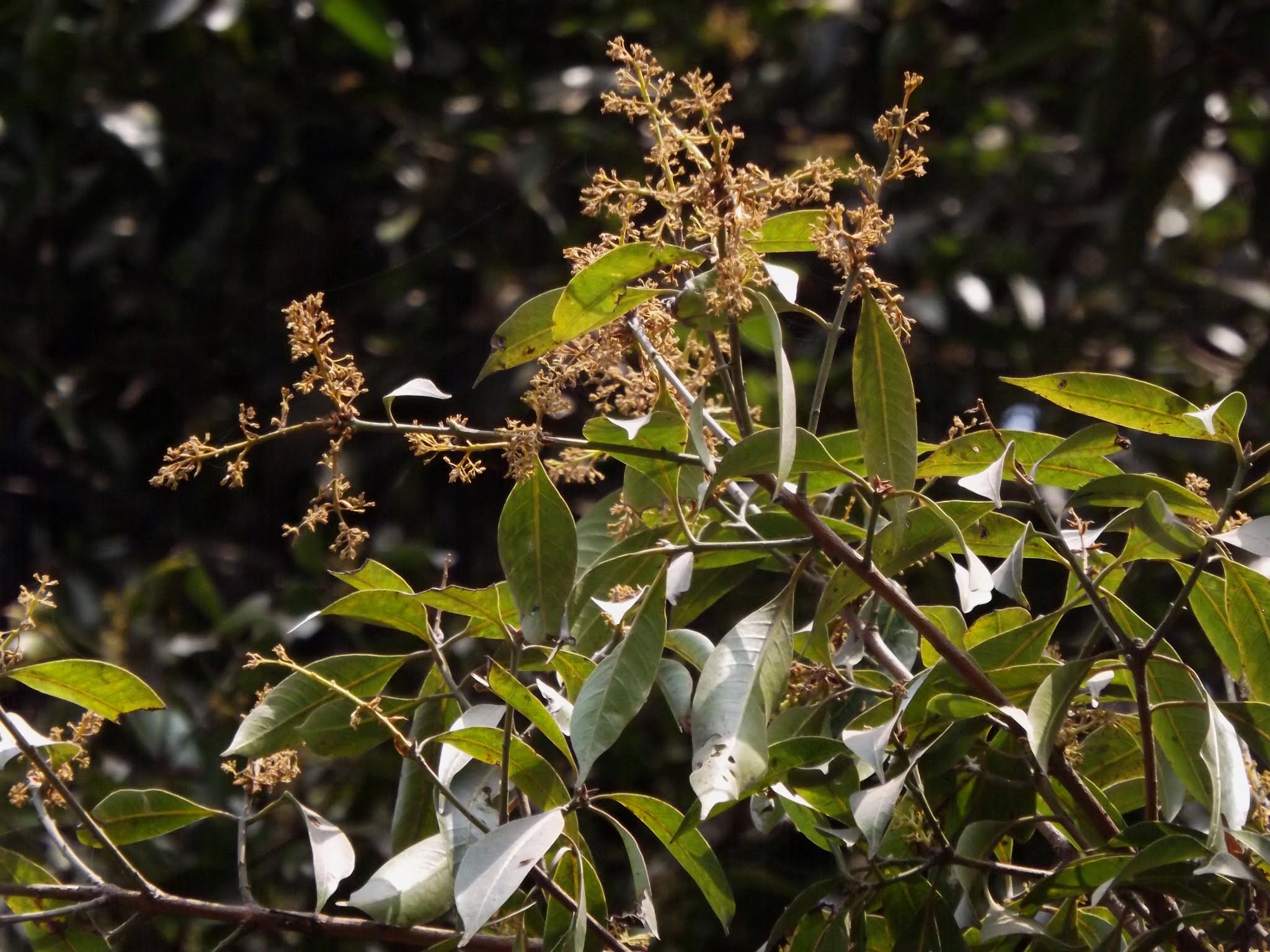 Maila aam or Burmese Plum, Bouea oppositifolia