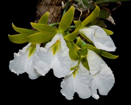 Grupo Orquideófilo del Norte Santafesino: Prosthechea mariae (Ames) W.E ...