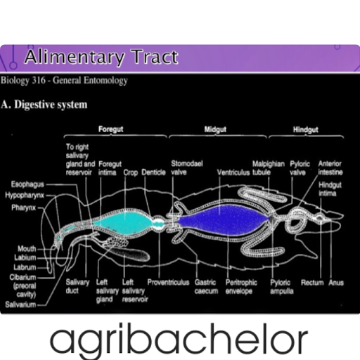 Agribachelor: digestive system of insect