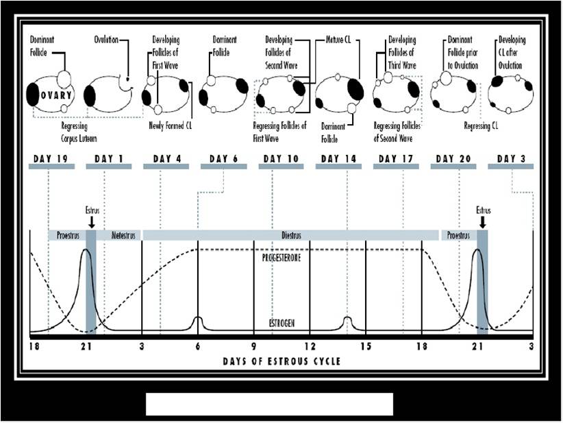 Nurul Anjar Prastiwi: Siklus Estrus