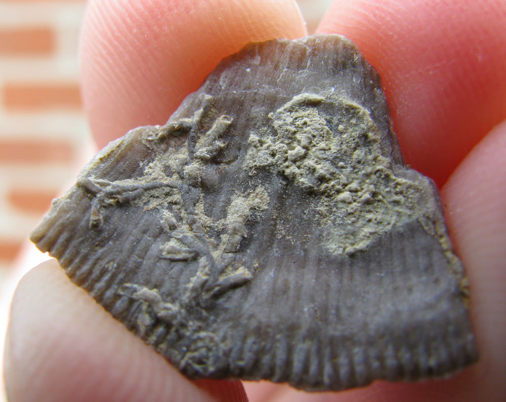 Views of the Mahantango: Hederella from Arkona