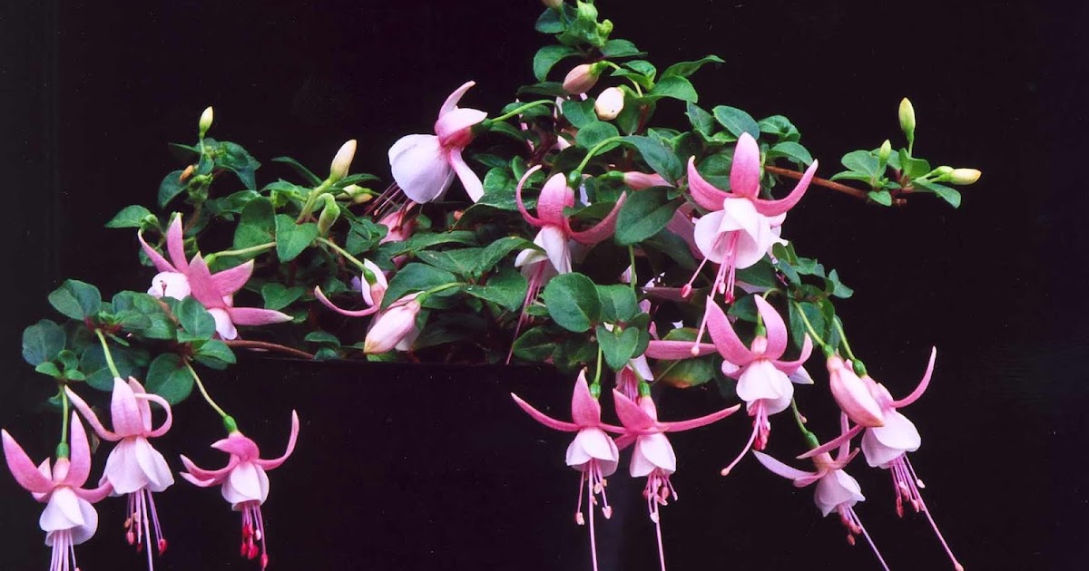 Sacramento fuchsia sale set for Saturday