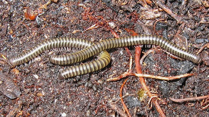 Esperance Fauna: Millipede - Order Spirobolida