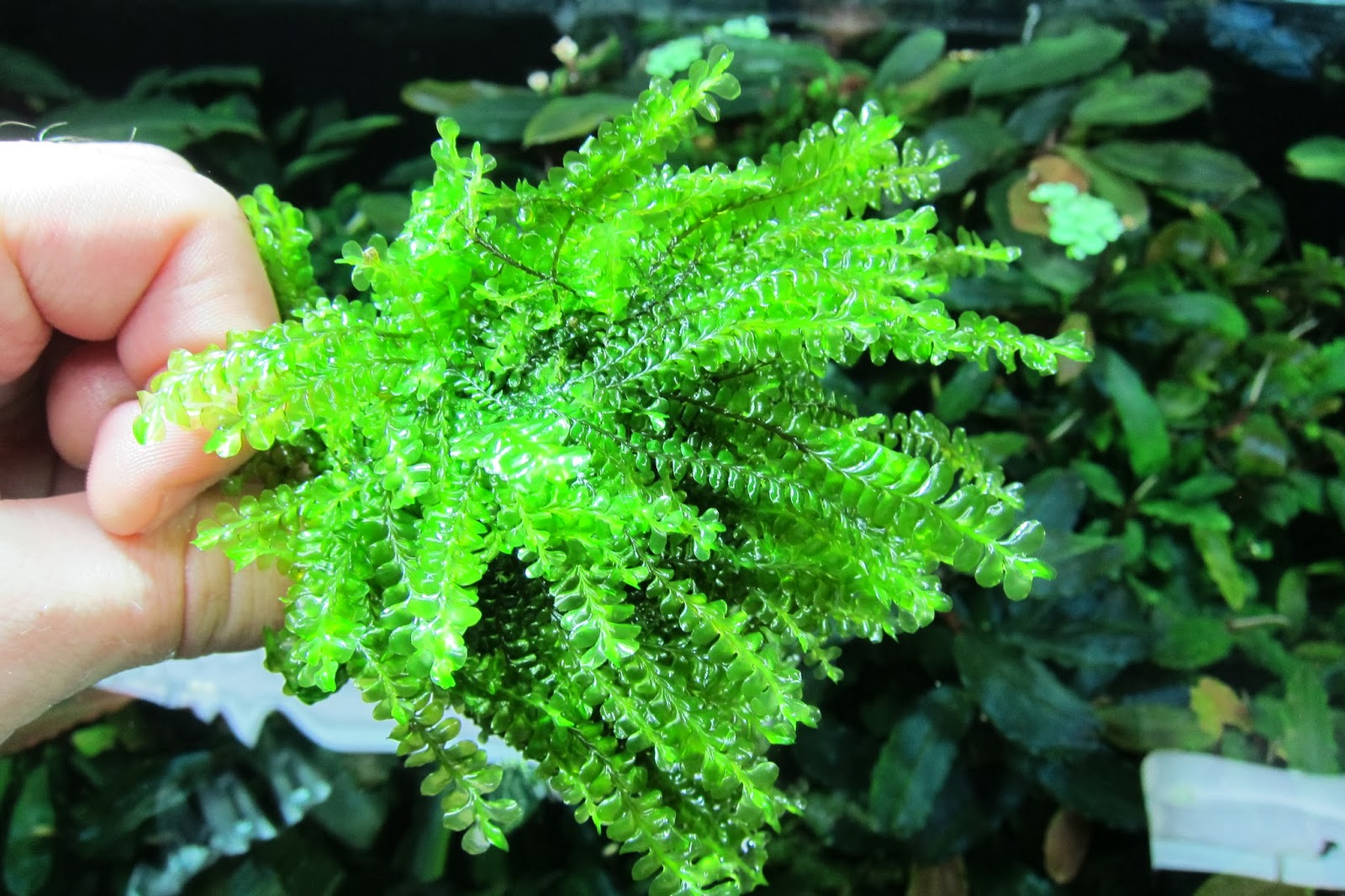 Bucephalandra : Moss Hanegoke sp. Cameroon