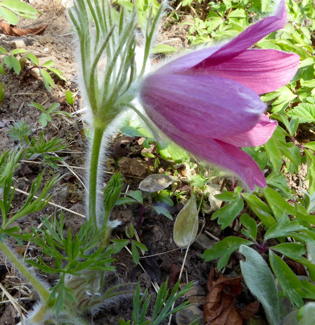 elämää luonnossa: Pihaltamme ja Susannen mustikka ja karhunmaja istutus.