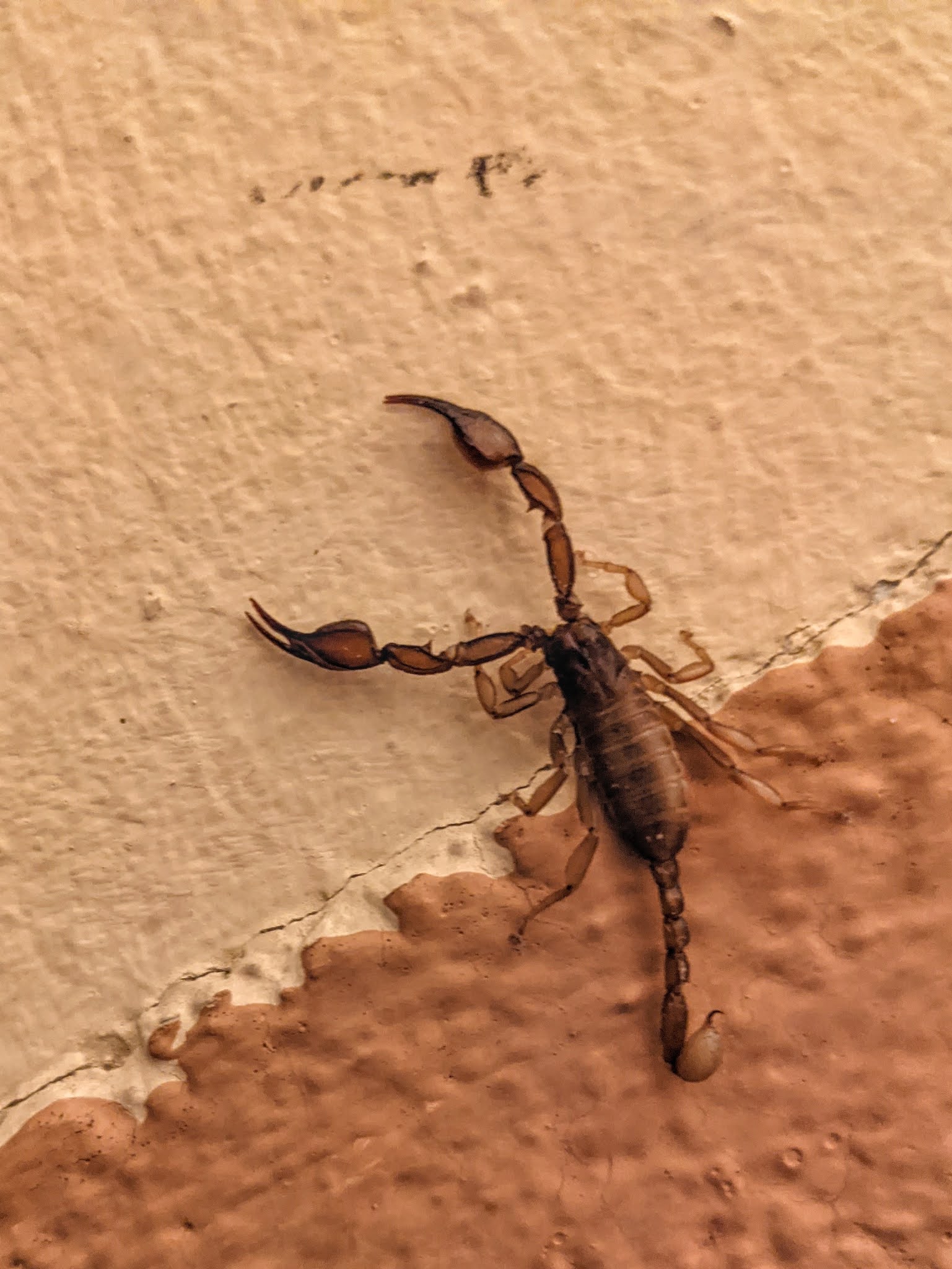 TravelMarx: A Little Respect for our Italian Scorpion Friends