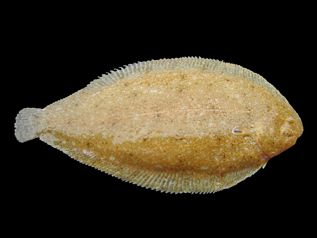 Artes de Pesca: PLEURONECTIFORMES