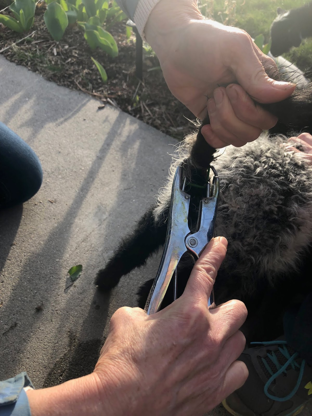 Lamb Tails - My Welcome Home Farm