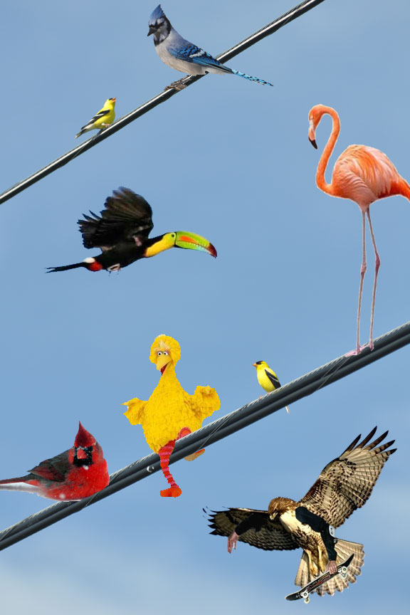 The Narrowleaf Chronicles: Tweety On Crystal Meth