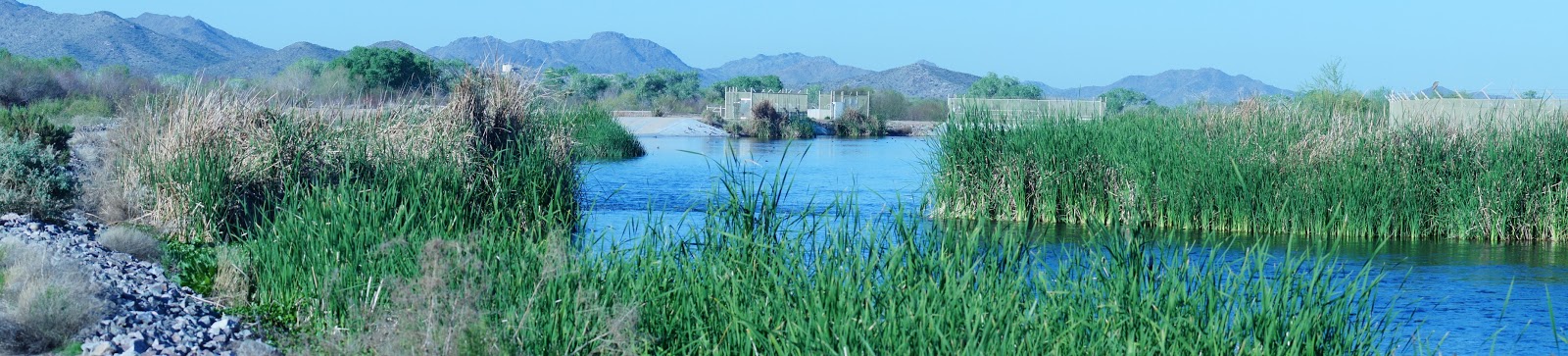 Tommy D's Birding Expeditions: Amazing Birding at Tres Rios Wetlands