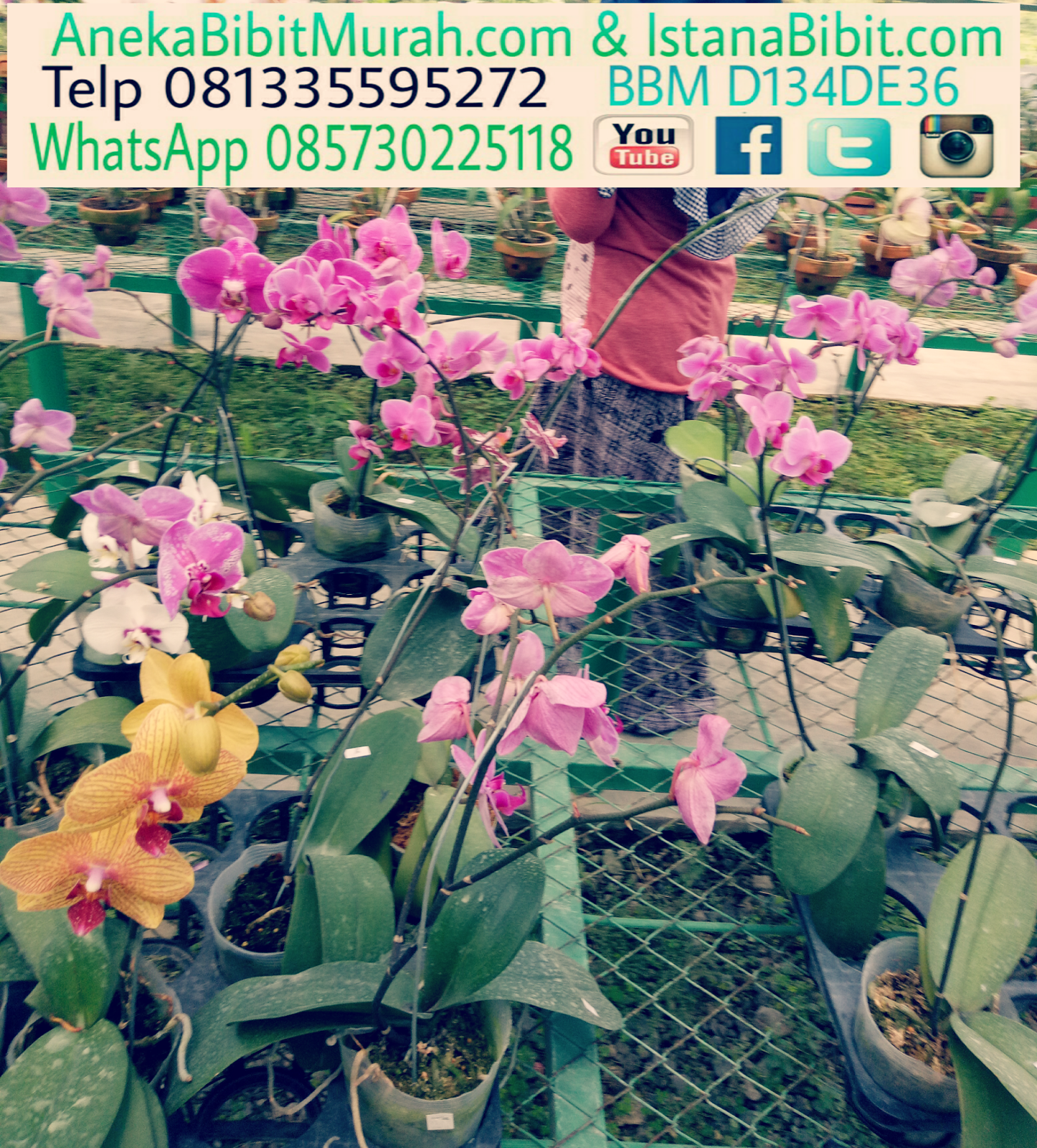 Paling Keren 14+ Bunga Anggrek Bulan Dengan Pohon Mangga - Gambar Bunga ...