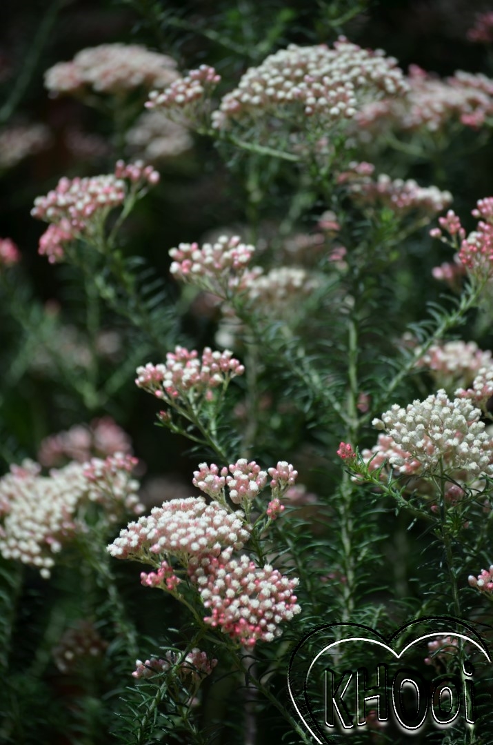 花卉库: 澳洲米花