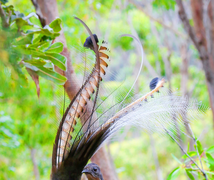 El Magazin de Merlo: MISTERIOS de la NATURALEZA: Hoy el AVE LIRA-