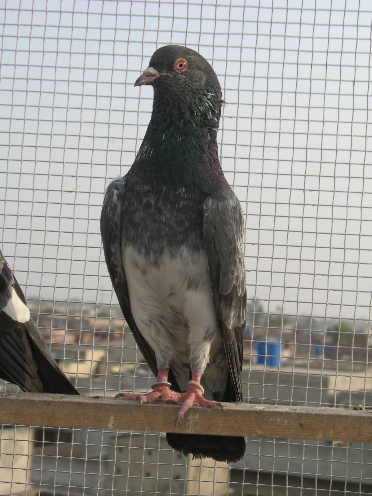 Pakistani Tipplers (Kabootar Baaz) | UK & USA Pigeons | Fancy Pigeons ...