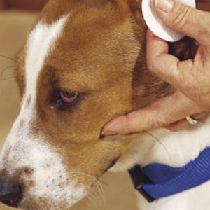 Our Hobbies: How To Take the Hair Out of Your Dog’s Ears