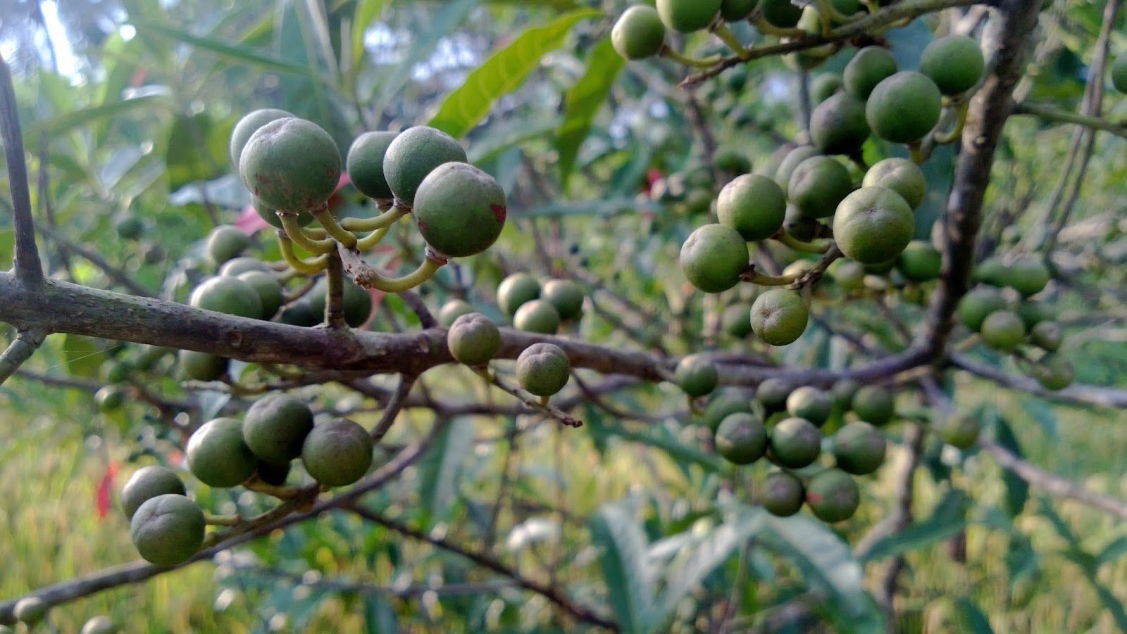 Rudraksha Cilacap: Cara Menanam / Budidaya Pohon Jenitri Dari Bijinya