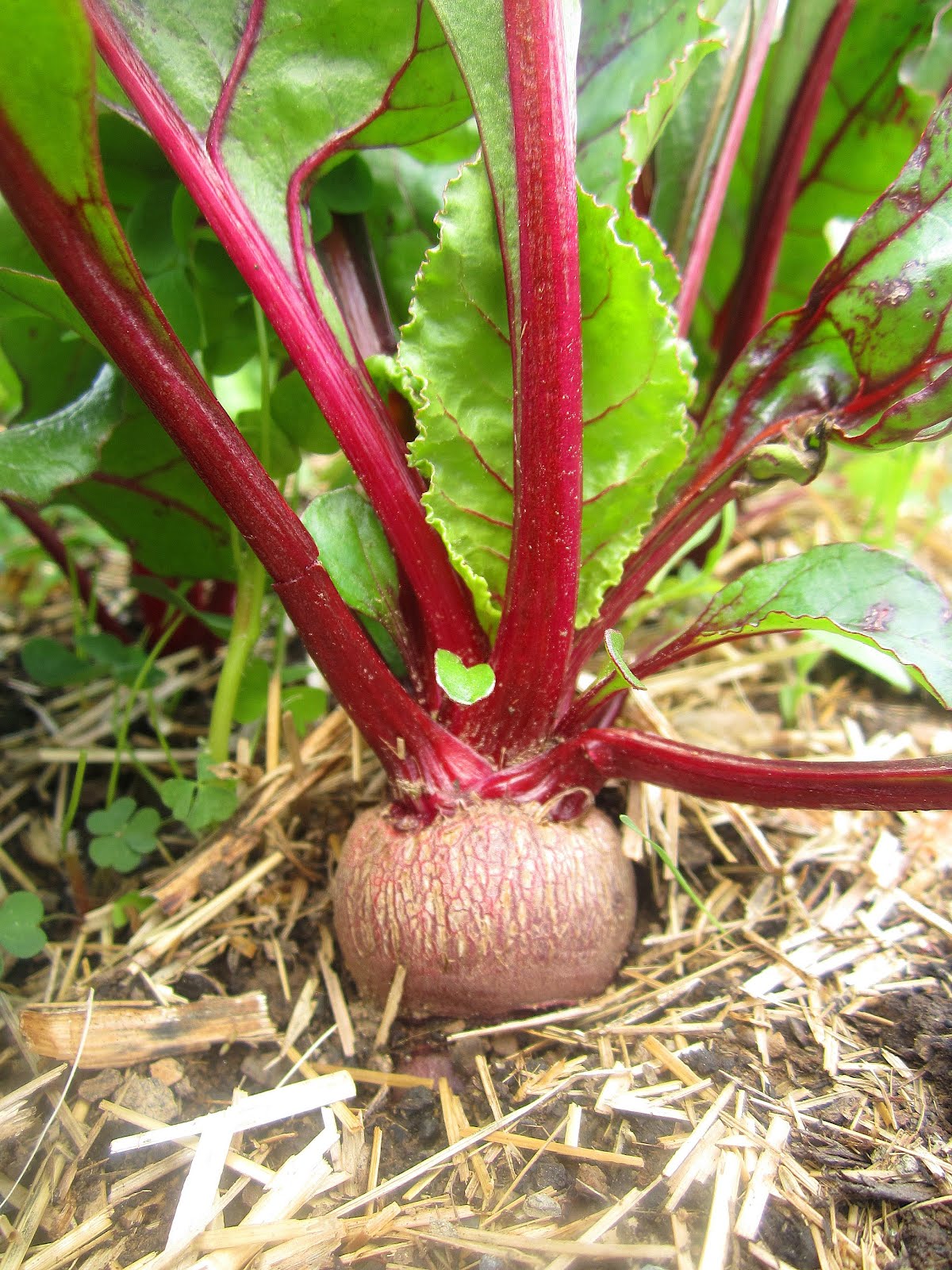 Militant Community Garden Harvest #3: Beets