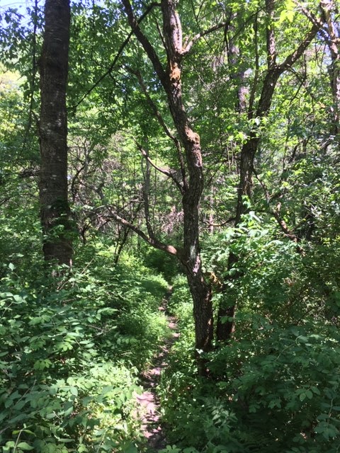 Danby State Forest - Michigan Hollow to Tamarack Lean-to