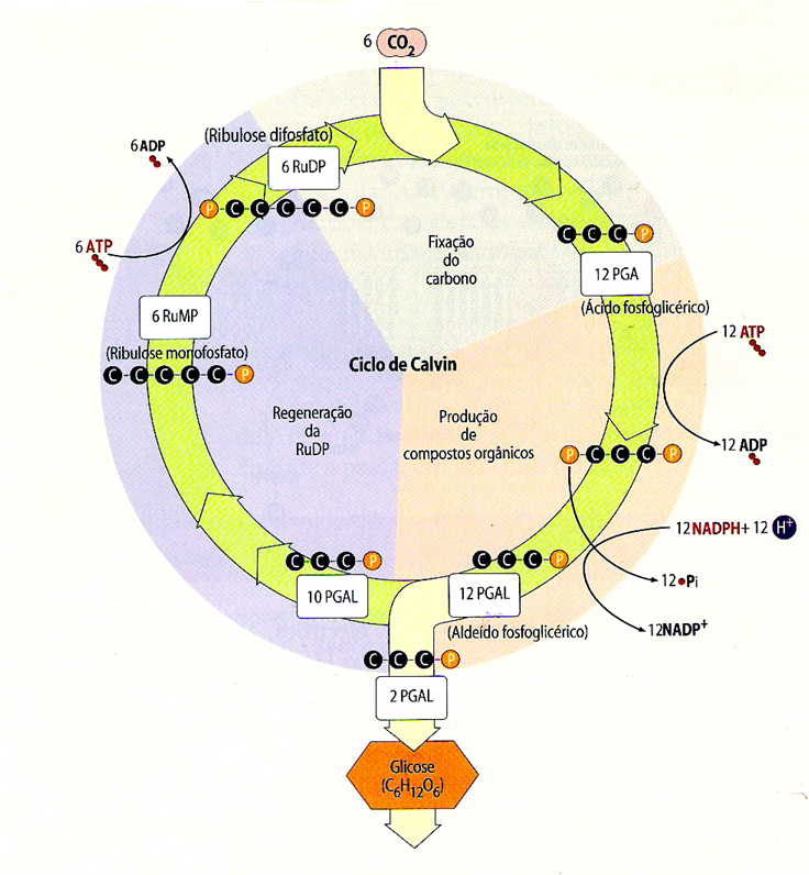 Auxiliares para Ciências e Tecnologias: Biologia