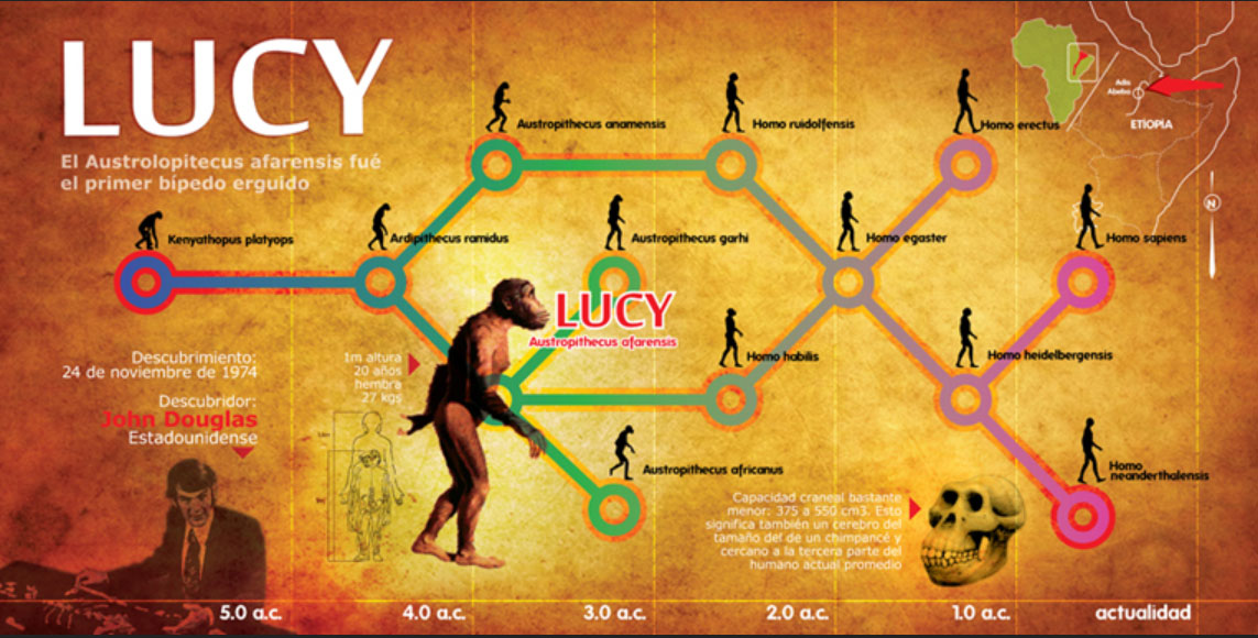 Manual del científico: 24 de noviembre de 1974: Descubren el esqueleto ...