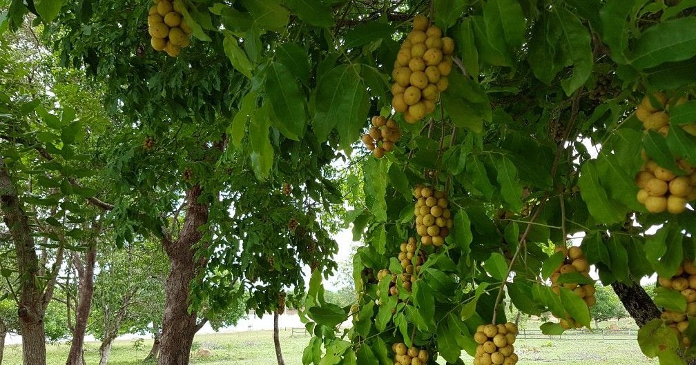 Curiosidades Vegetais: A pitombeira