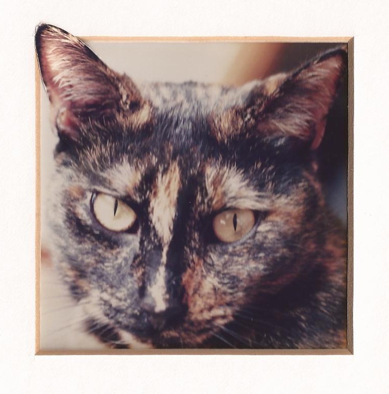 Reasons To Rise: The Cat Who Thought She Was a Dog