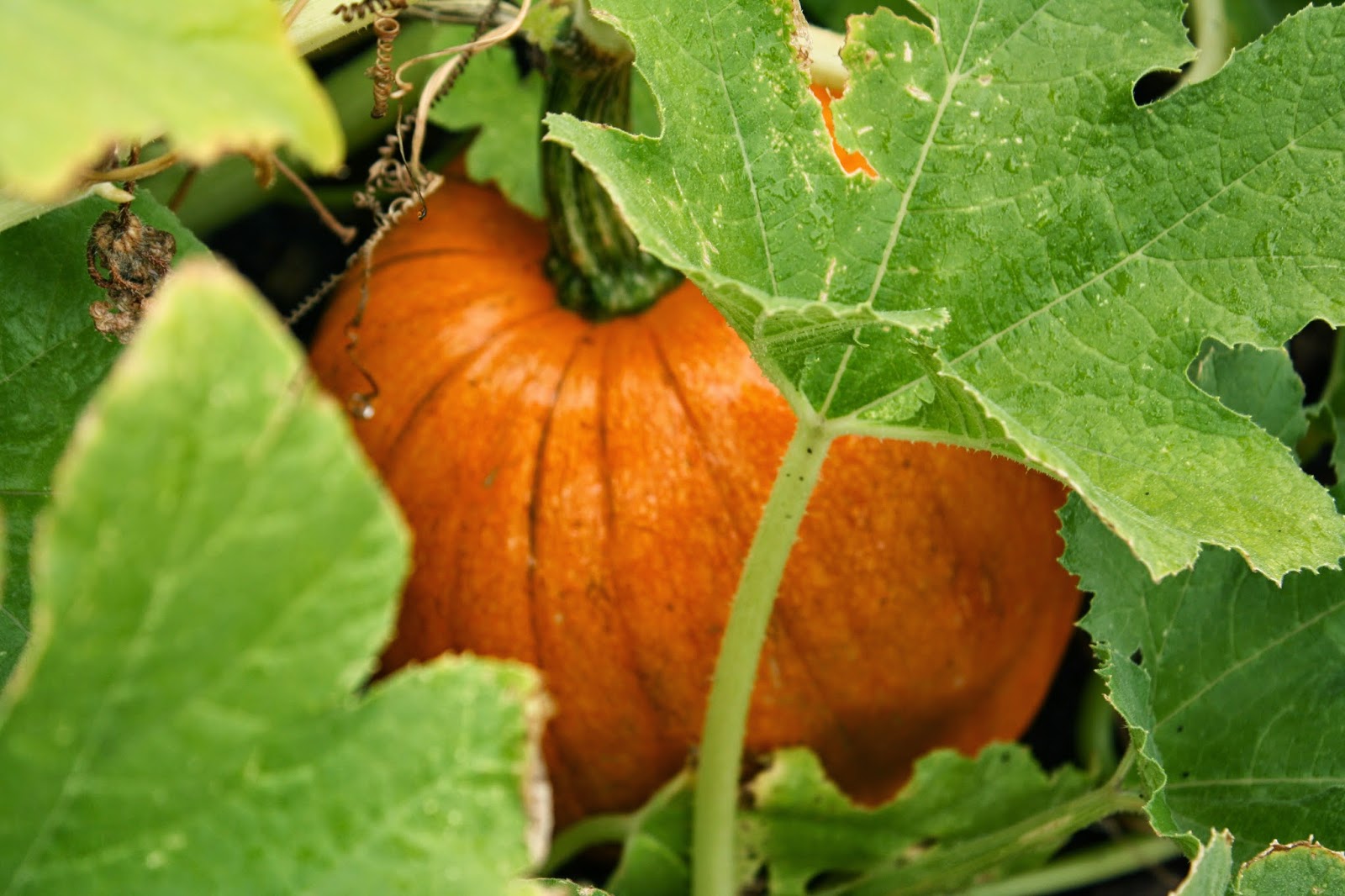 The Parsimonious Princess: How to Grow a Backyard Pumpkin Patch
