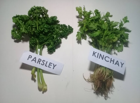 My Body. My Life . My Decision.: Are parsley and kinchay / kintsay the ...