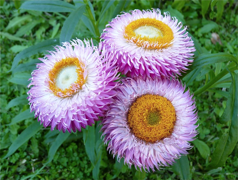 Pieces of Contentment: Winter Daisy