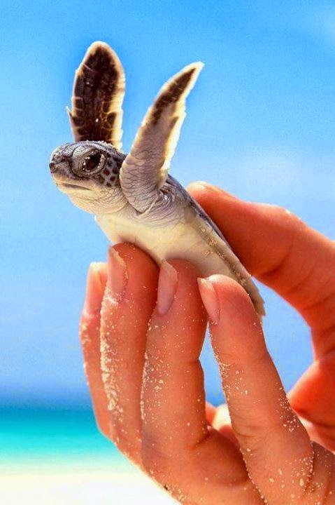 Cute Baby Turtles Amazing Images ~ HYIP Bitz - HYIP Investment Monitor ...