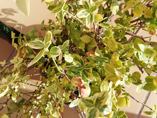 Biosfera vegetal.: Bonetero rastrero (Euonymus fortunei 'Emerald' n ...