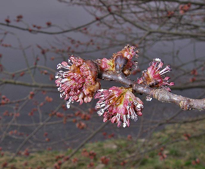 CABINET OF CURIOSITIES: A Tree-Spotter's Guide to Flowers: 1