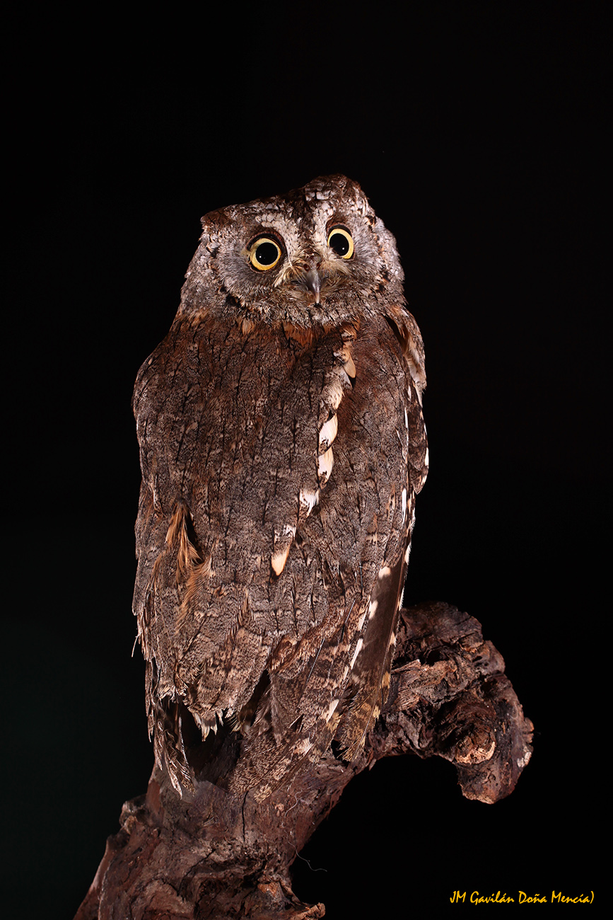Fotografía de Naturaleza - JM Gavilán: Autillo Europeo (Otus scops)