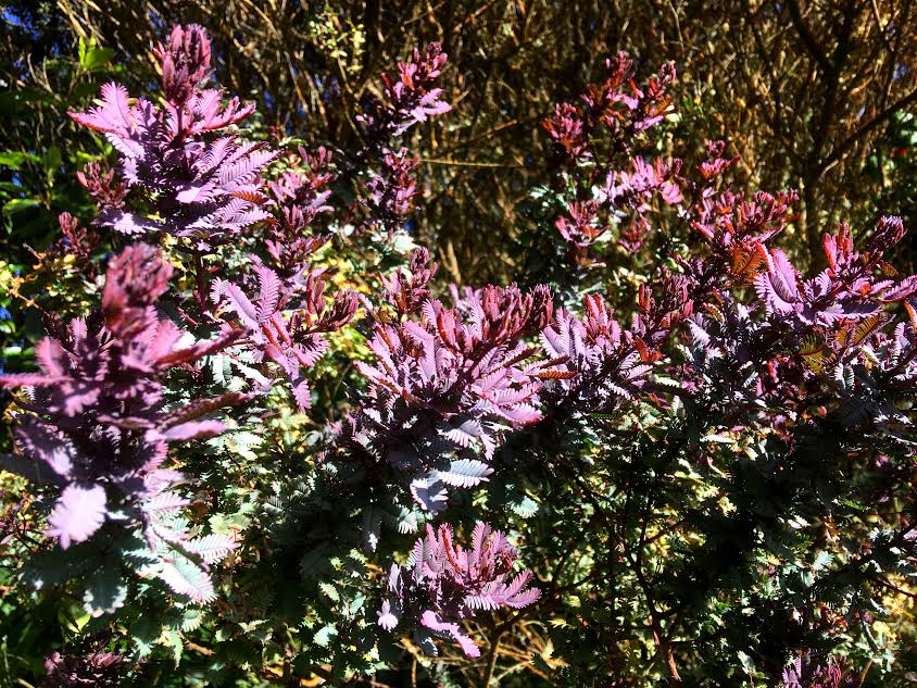 Backtoeden: Ramaje de Acacia Morada (Acacia baileyana F. Muell.)