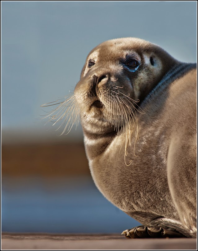 Explorations of an Ecologist: The rest of Moosonee