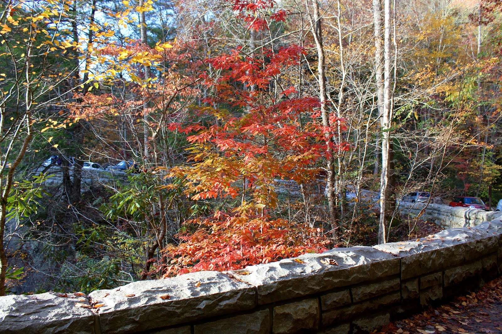 a sunny side of southern: FALL IN TENNESSEE