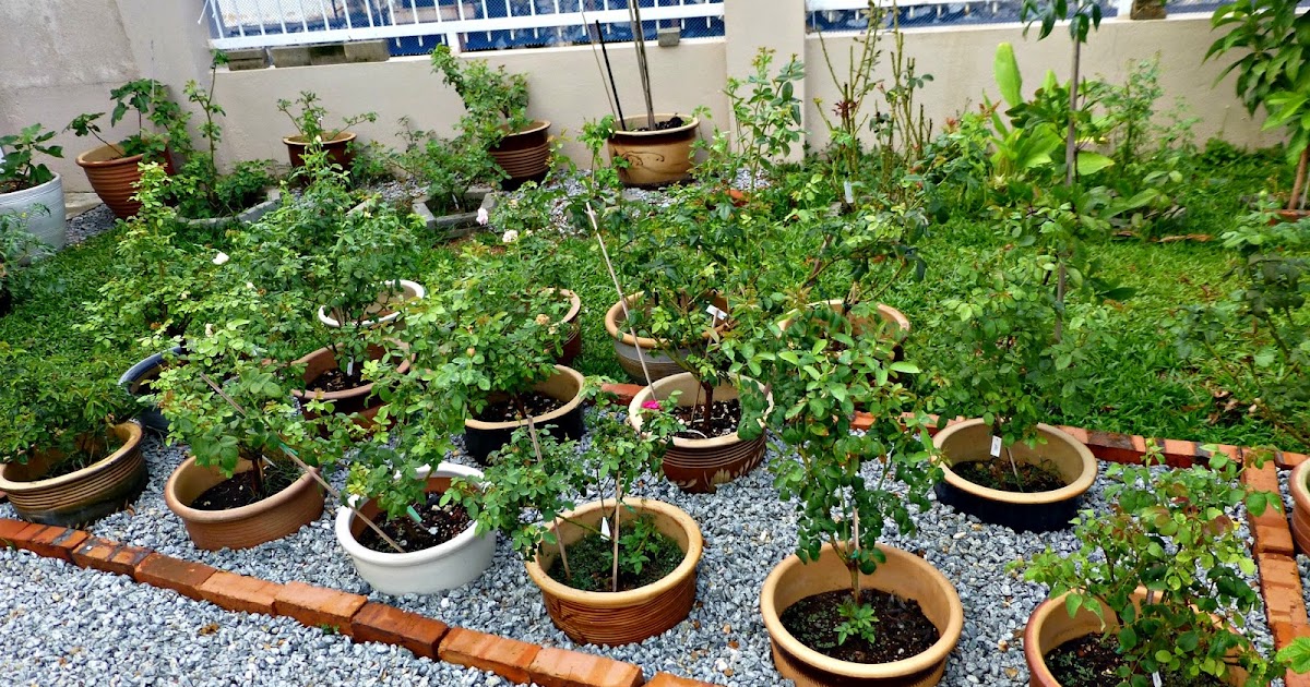 67+ Hiasan Bunga Di Halaman Rumah Teres