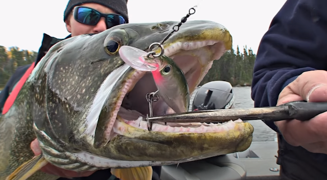 Techniques of fishing– Different Types formula and Fishing