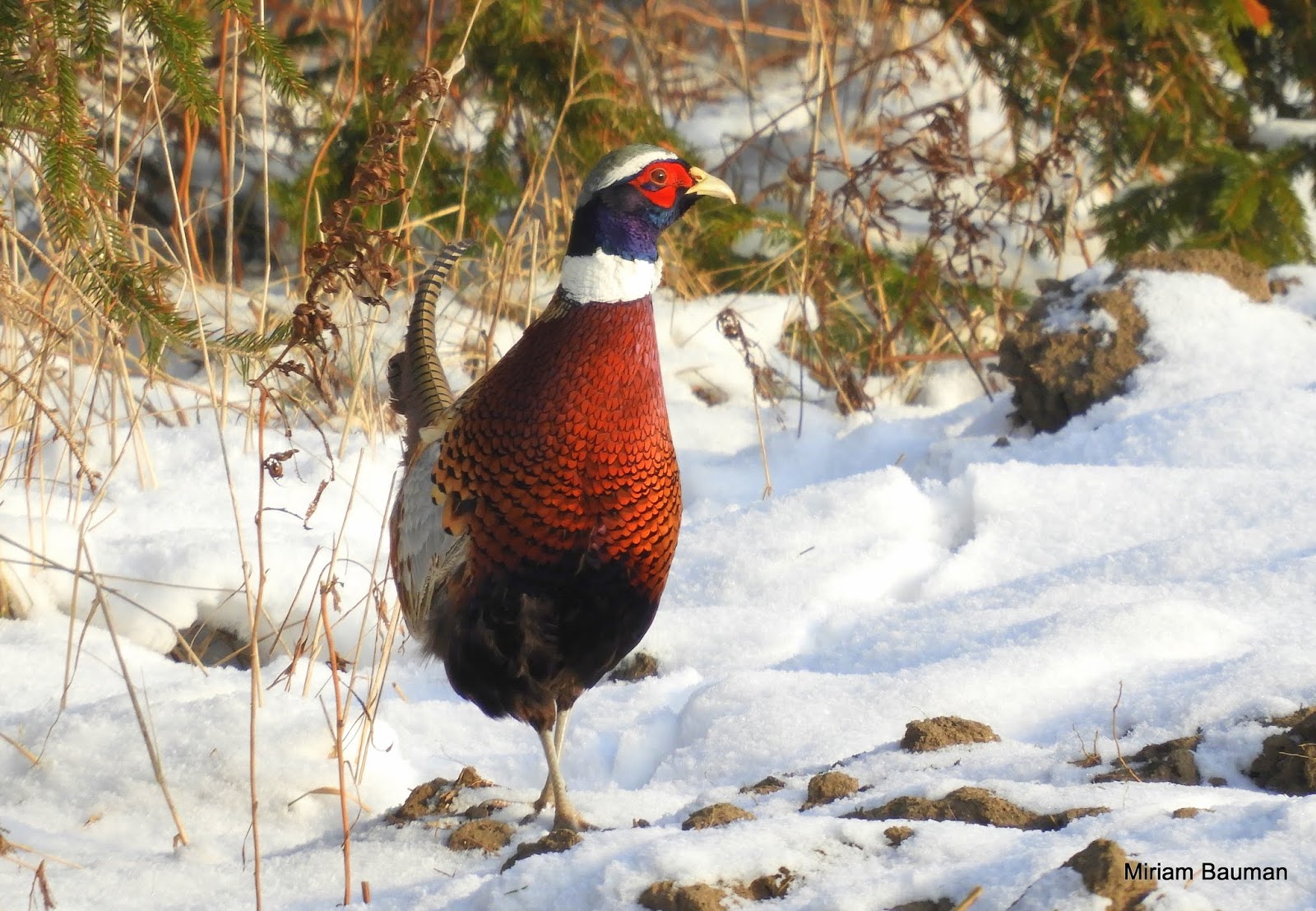 Ring-necked Pheasant (Faisan de chasse) - Travels With Birds