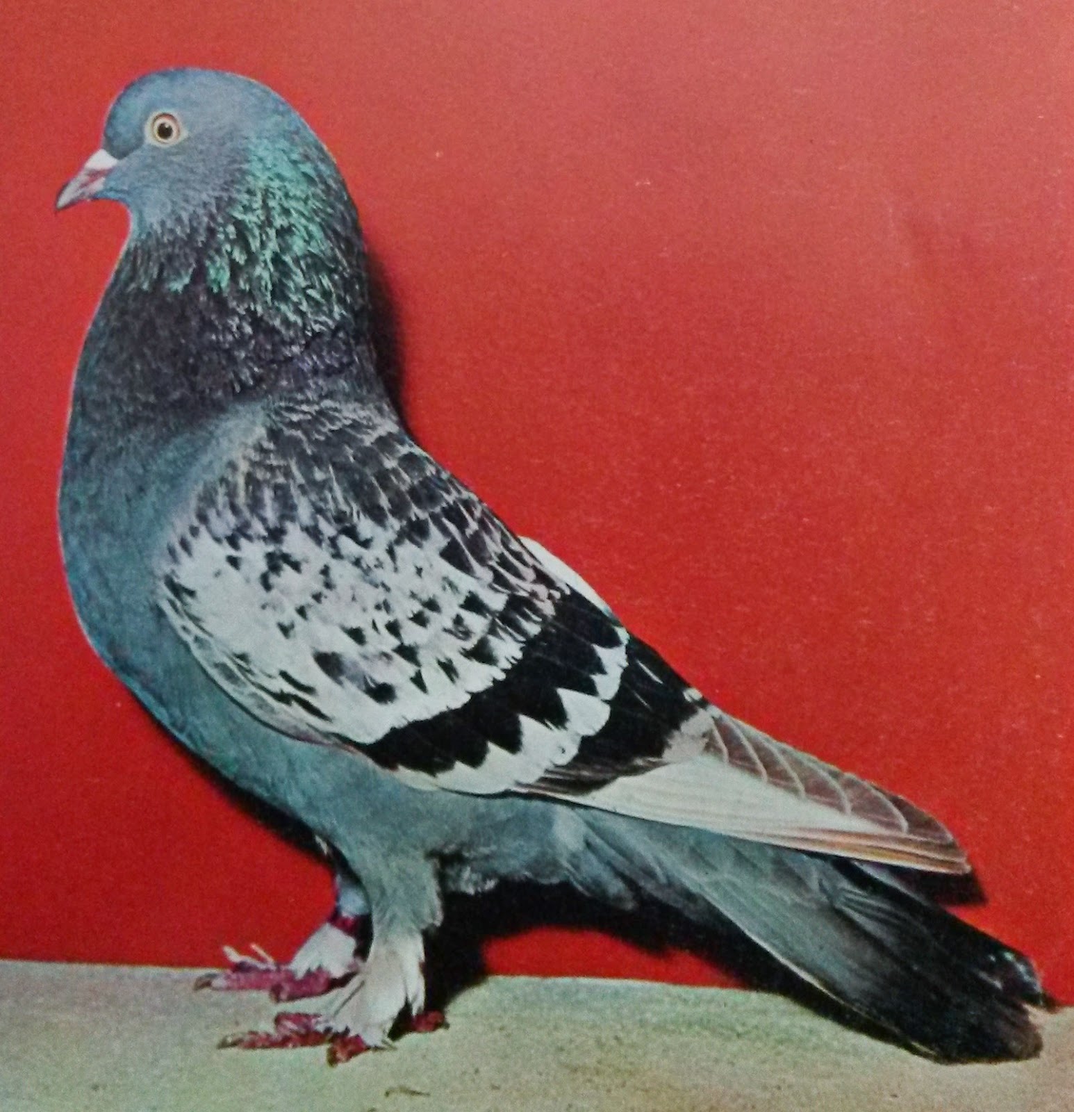 Schmolln Trumpeter Pigeon Origin Description Size Ornaments Colors ...