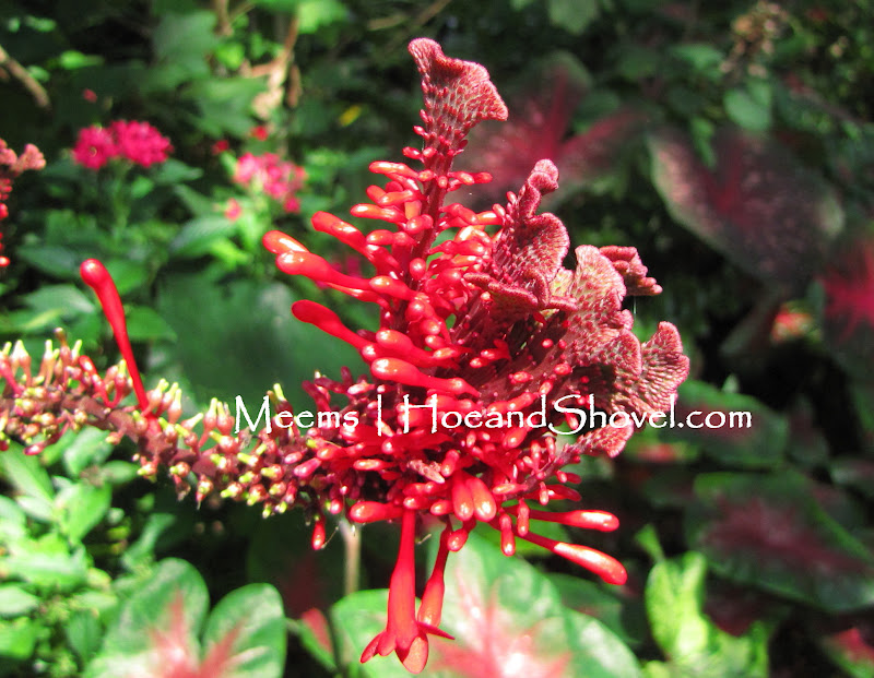 Hoe and Shovel: Red Firespike for Color and for Hummingbirds