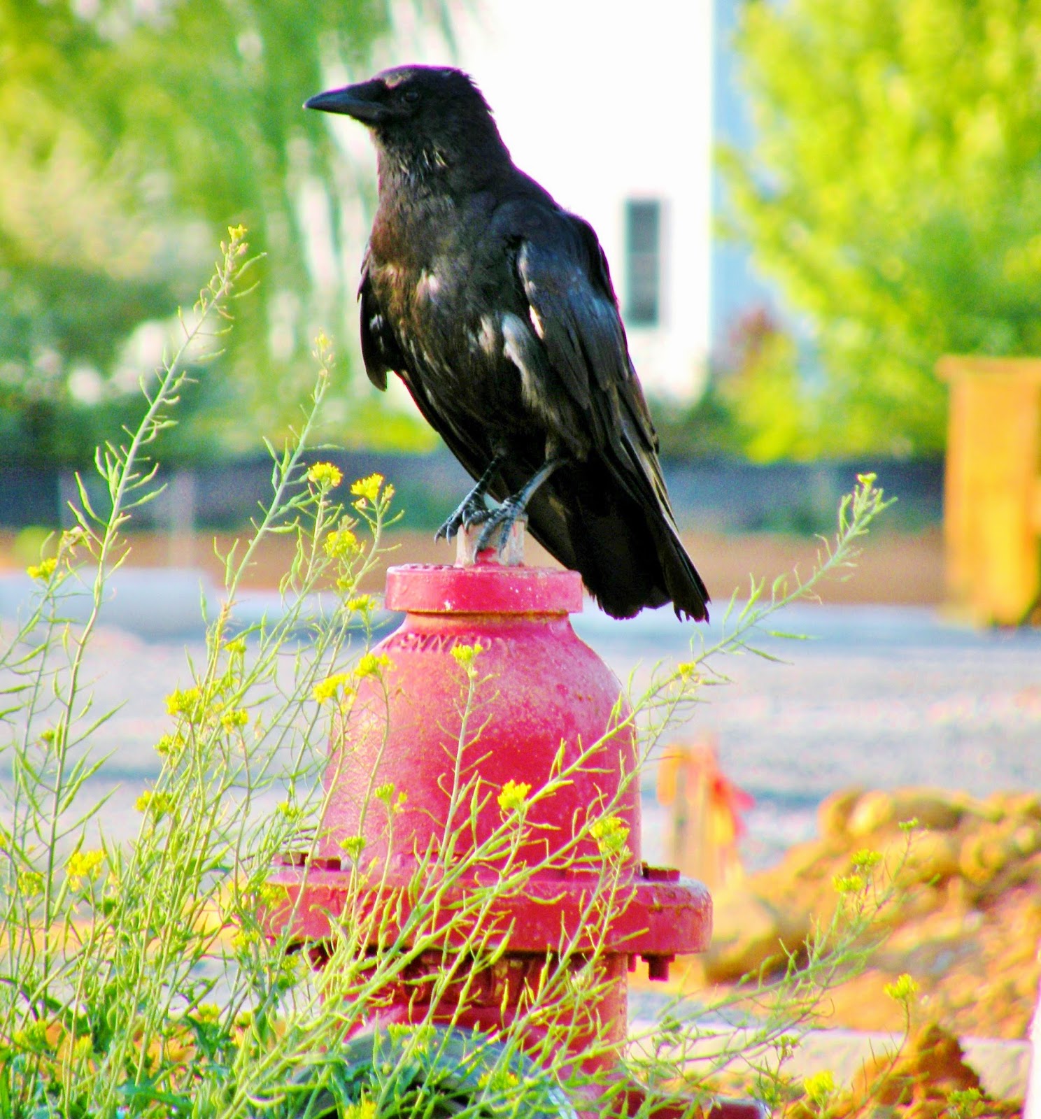 Let Your Light Shine: The Watch Crow & The Ghost Crow