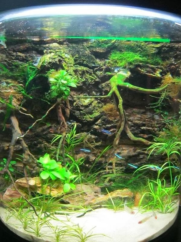 A NIGHT BY THE AQUARIUM: Pursuit of Amazon Biotope